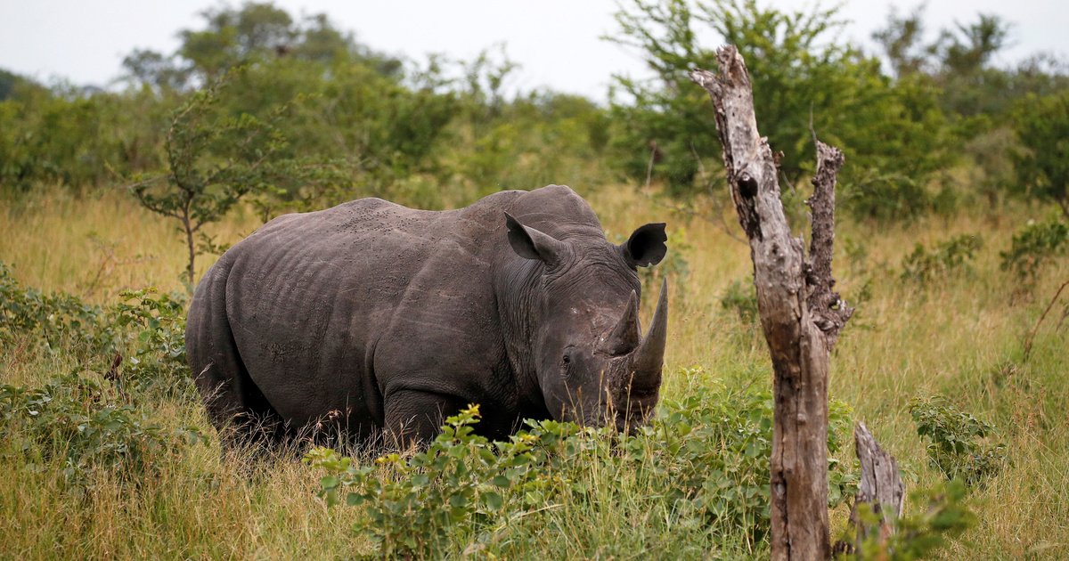 Poaching In Africa