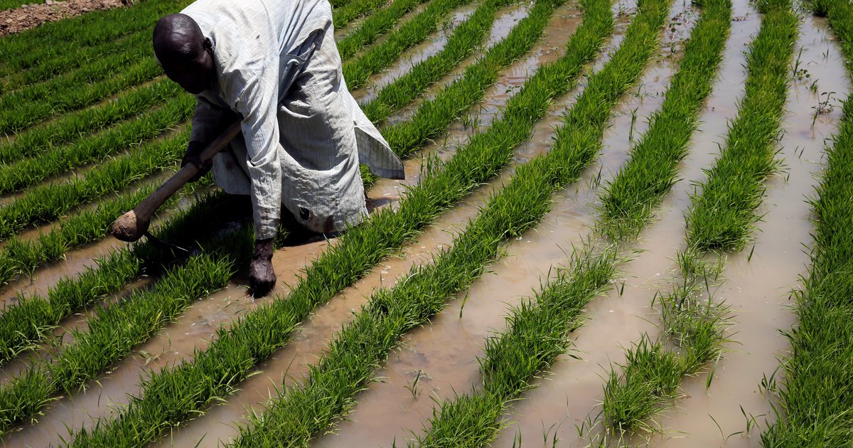 Buhari Orders Land Borders Closed in Long-Running Effort to Boost Rice ...
