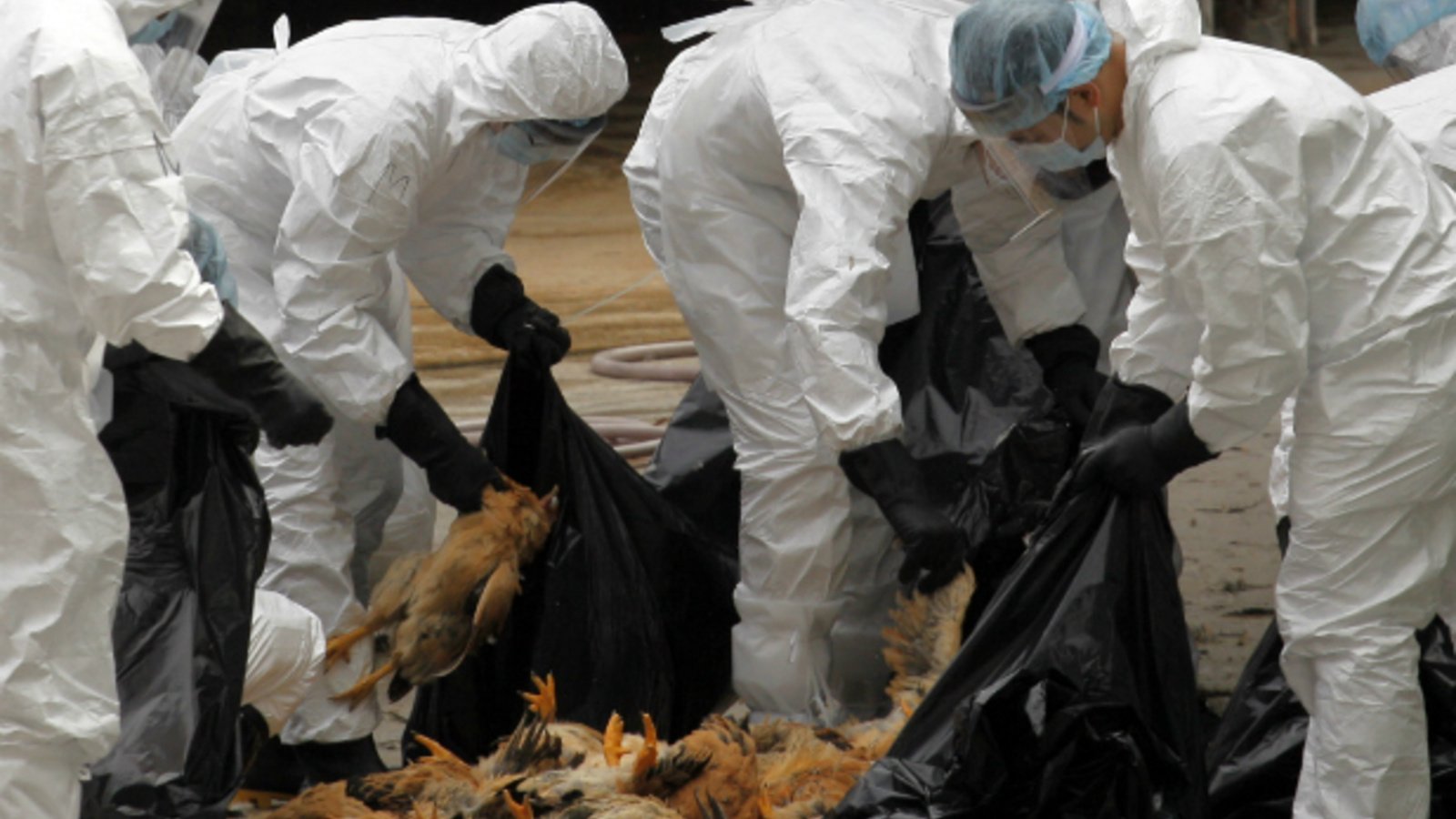 The Rise of a Deadly New Strain of Bird Flu: Has China Handled This ...