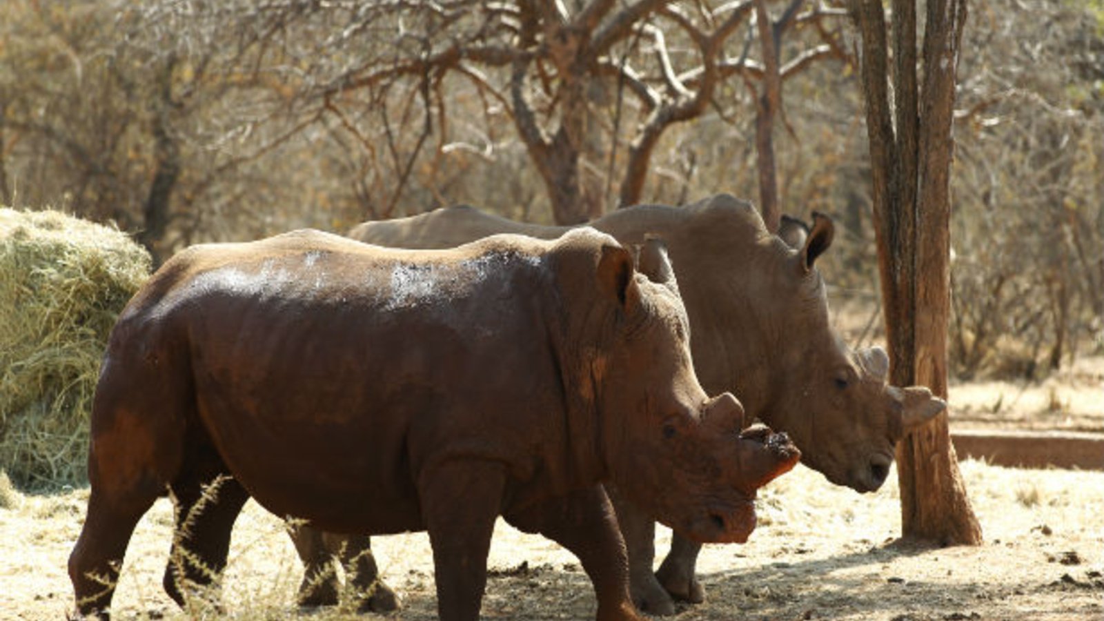 South Africa’s Billion Dollar Rhino Question | Council on Foreign Relations