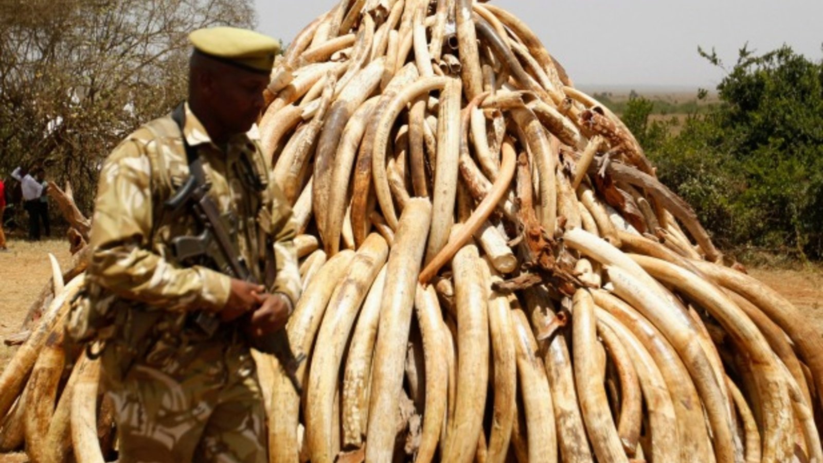 Al-Shabaab’s Ivory Trade, Continued | Council on Foreign Relations