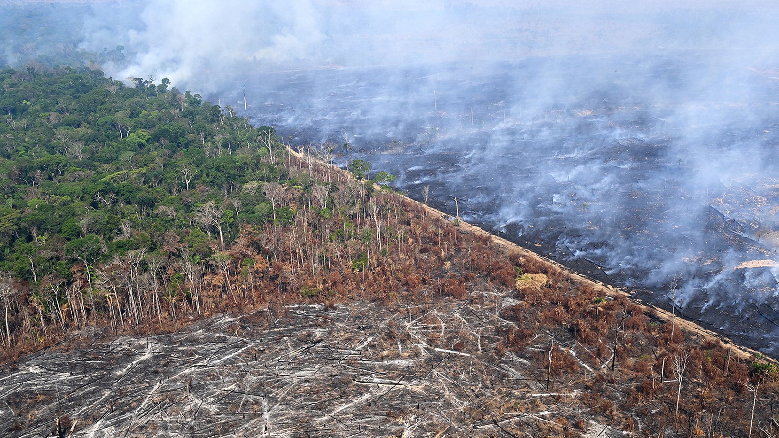 Can Amazon Countries Save the Rain Forest? | Council on Foreign Relations